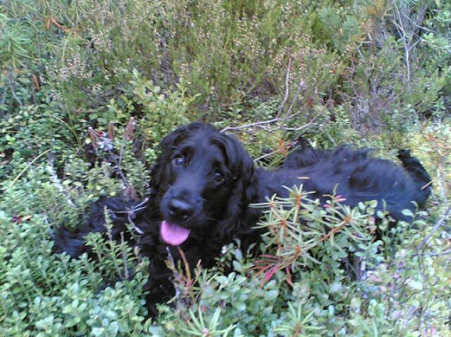 Cockerspanieli - Fyr-Dane