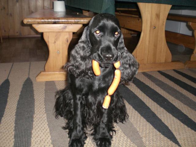 Cockerspanieli - Fyr-Dane