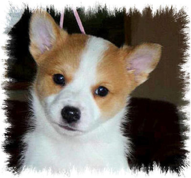 Pohjanpystykorva - Fyr-Dane