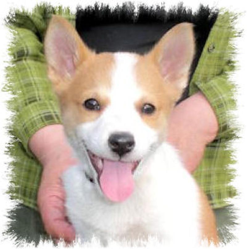 Pohjanpystykorva - Fyr-Dane