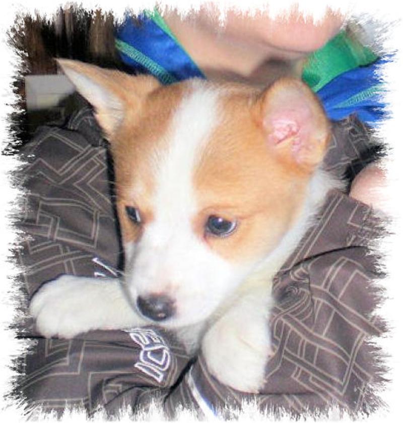 Pohjanpystykorva - Fyr-Dane