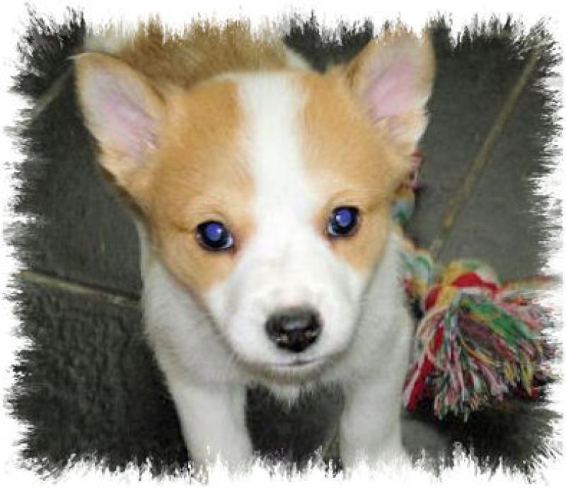 Pohjanpystykorva - Fyr-Dane