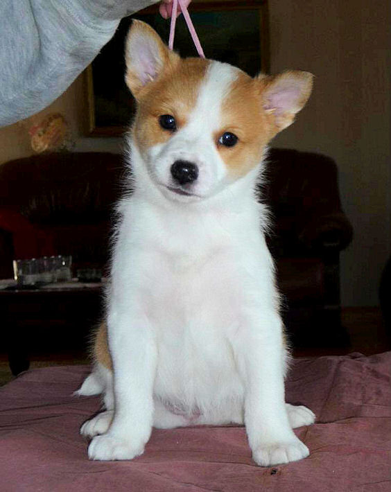 Pohjanpystykorva - Fyr-Dane