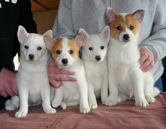 Pohjanpystykorva - Fyr-Dane