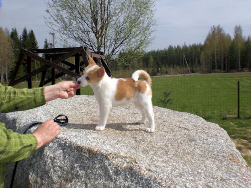 Pohjanpystykorva - Fyr-Dane