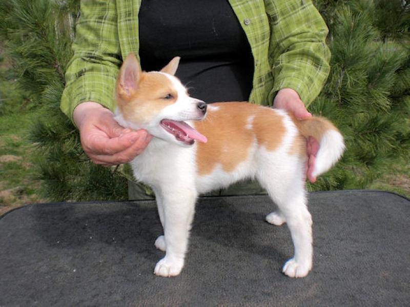 Pohjanpystykorva - Fyr-Dane