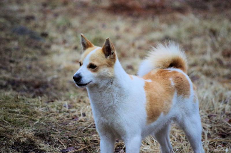 Pohjanpystykorva - Fyr-Dane