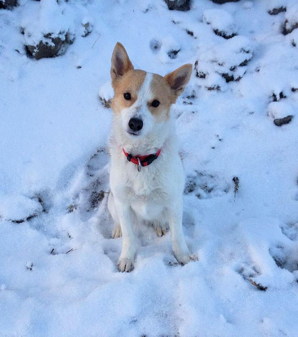 Pohjanpystykorva - Fyr-Dane